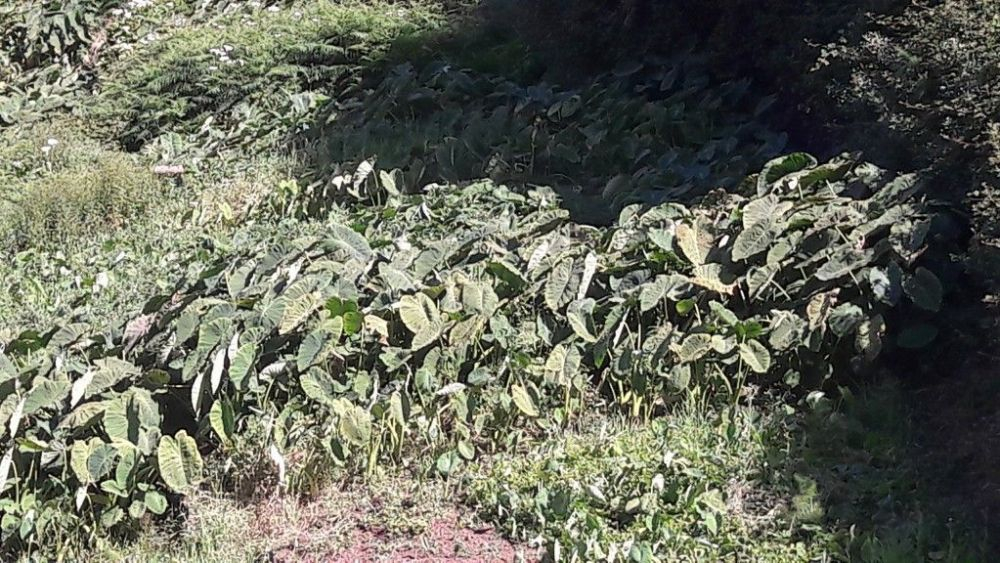 El ñame, tubérculo de raigambre en Anaga y sus curiosidades