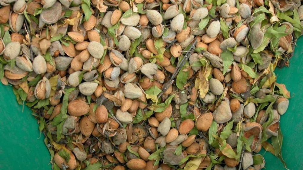 Receta de turre de trigo de Guía de Isora (recetario tradicional)