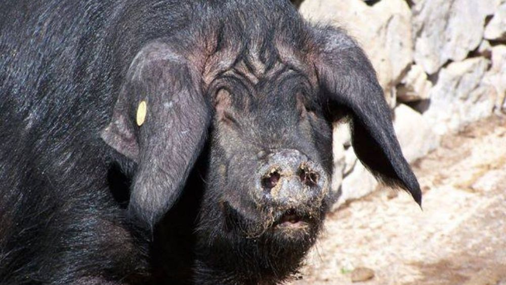 Cochino negro canario, la inmensidad del sabor autóctono
