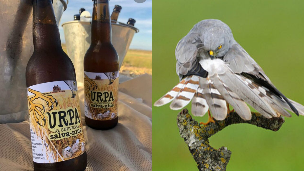 URPA: la cerveza elaborada en Lleida que salva nidos de aguilucho cenizo