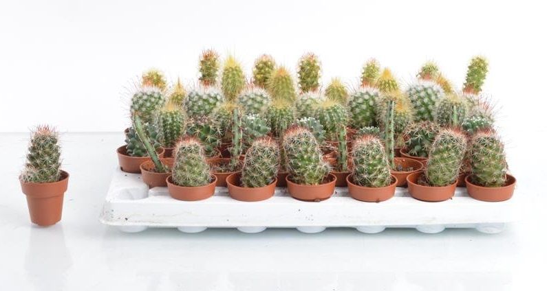 Mini-cactus, un alimento que podría revolucionar la dieta atlántica