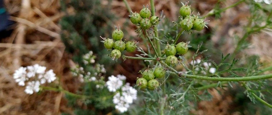 Flor del cilantro, juego de sabores y sensaciones